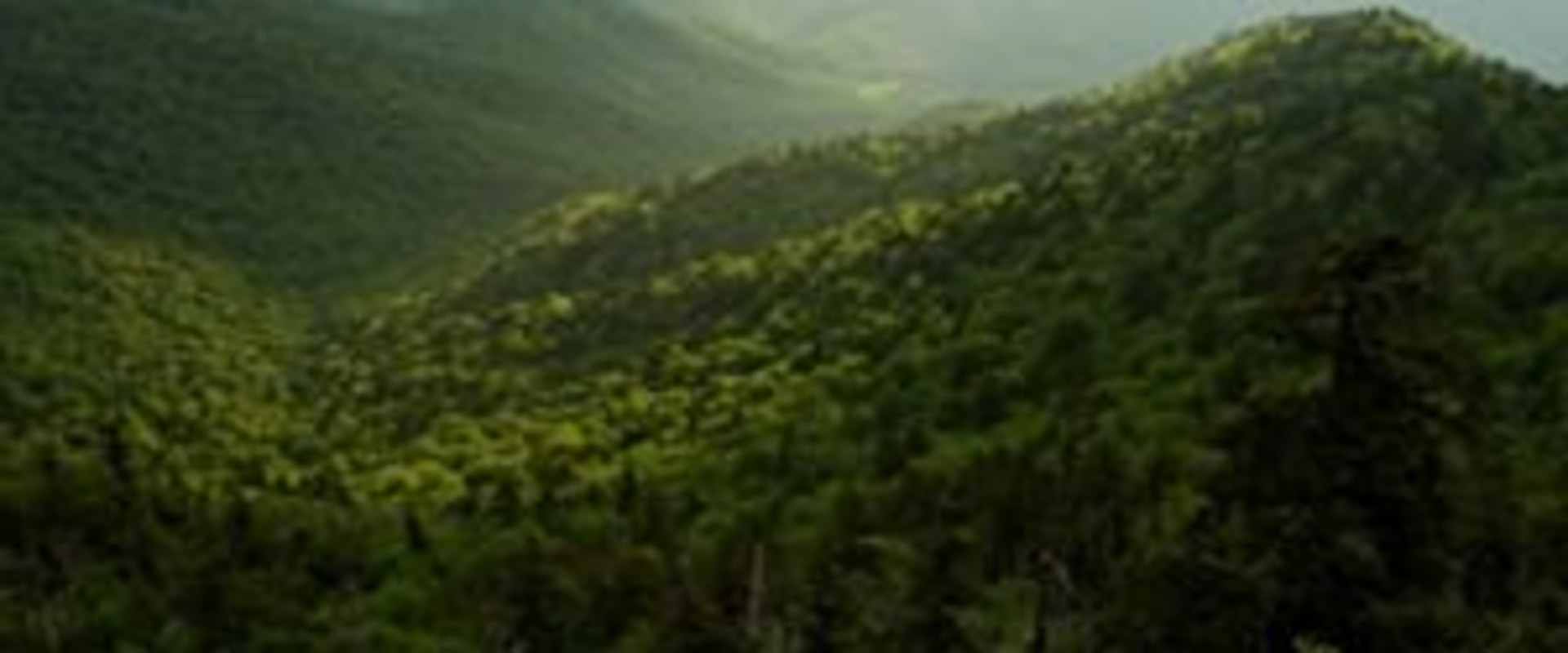 Exploring the Diverse Biodiversity of Northeast Tennessee
